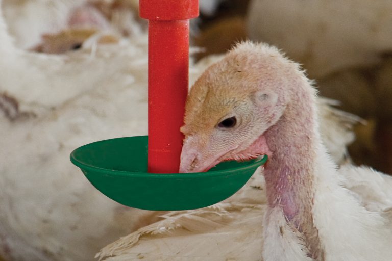 Turkeys Drinking Systems - Plasson Livestock