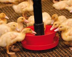 multibeck-canards - Plasson Livestock